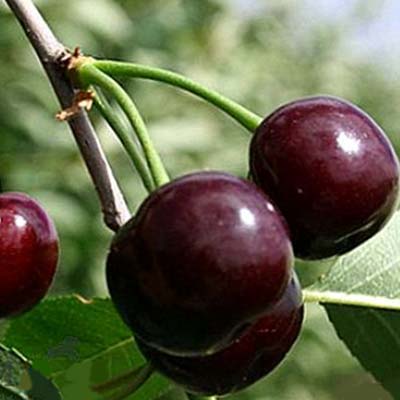 Sadnice trešanja - OPG Trešnja