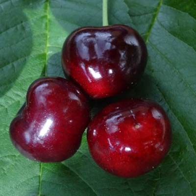 Sadnice trešanja - OPG Trešnja